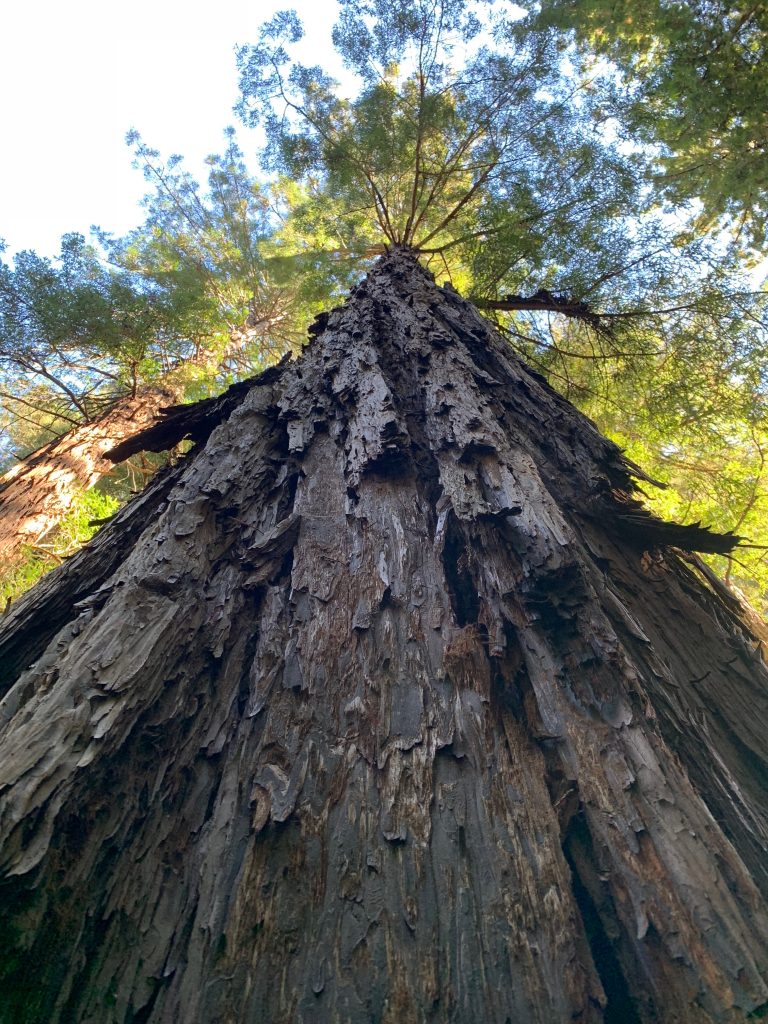 Muir Woods National Monument